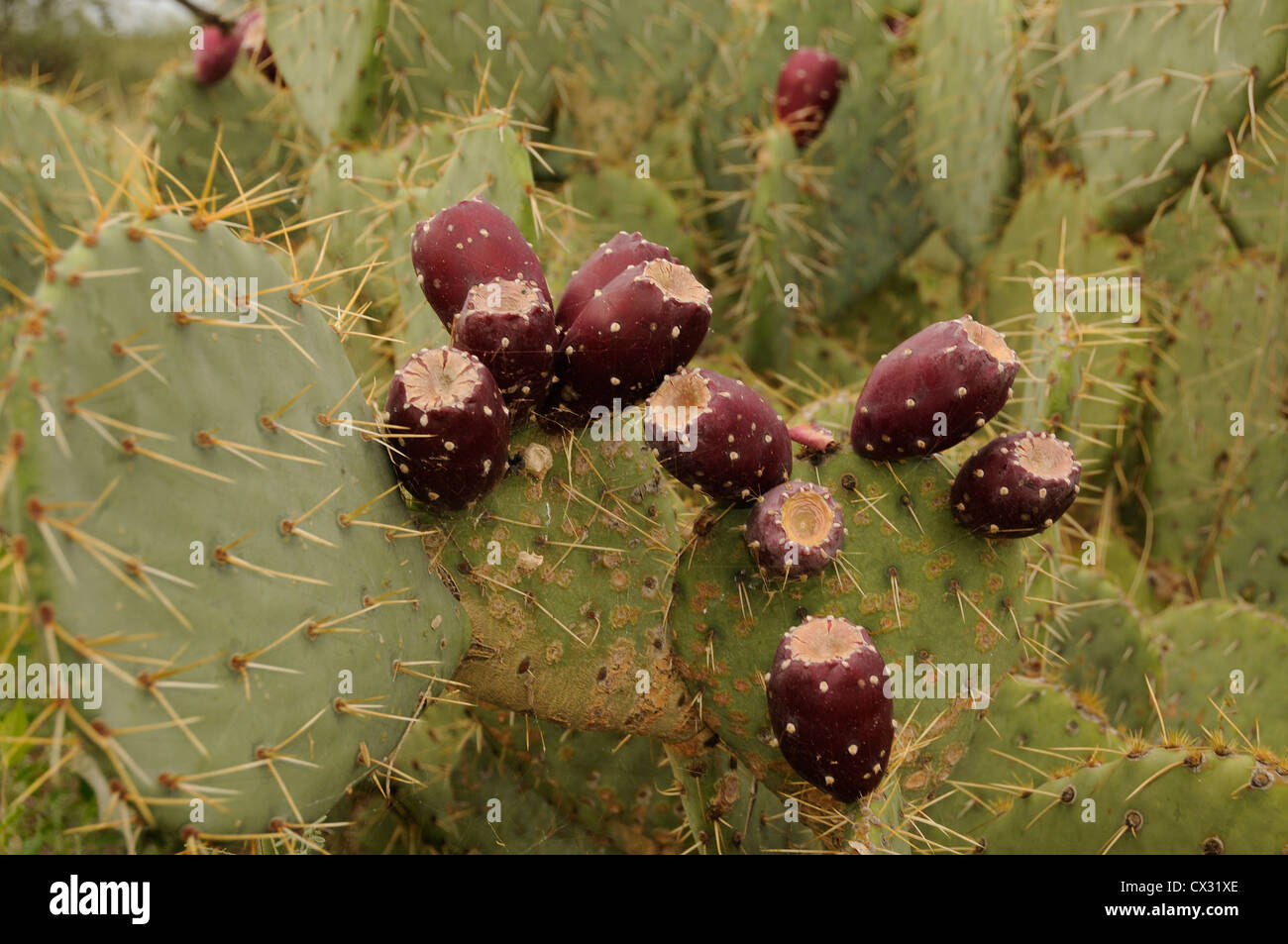 Prickly pear cactus bear fruit, Santa Rita Mountains, Coronado National ...