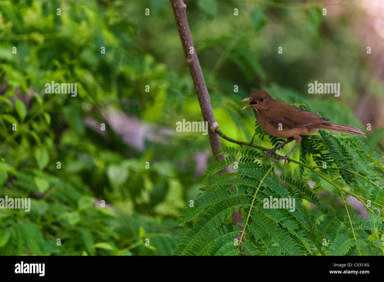Clay colored robin with attitude Stock Photo - Alamy