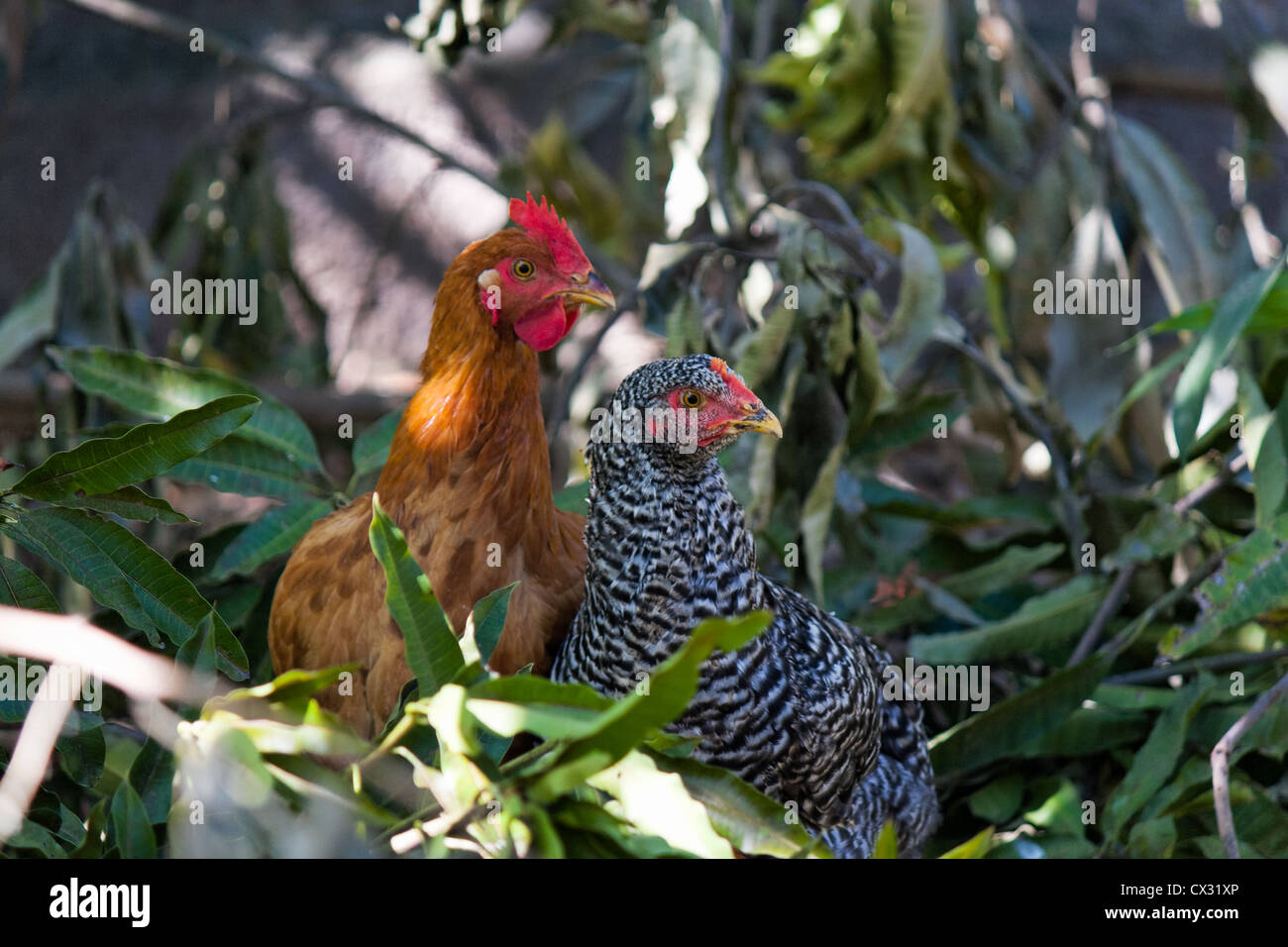 Chicks birds hi-res stock photography and images - Alamy