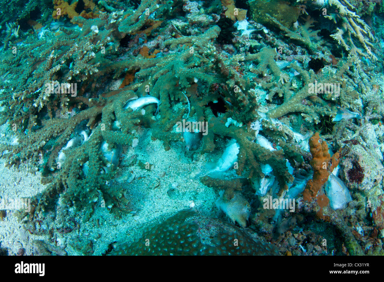 Dynamite Coral Reefs