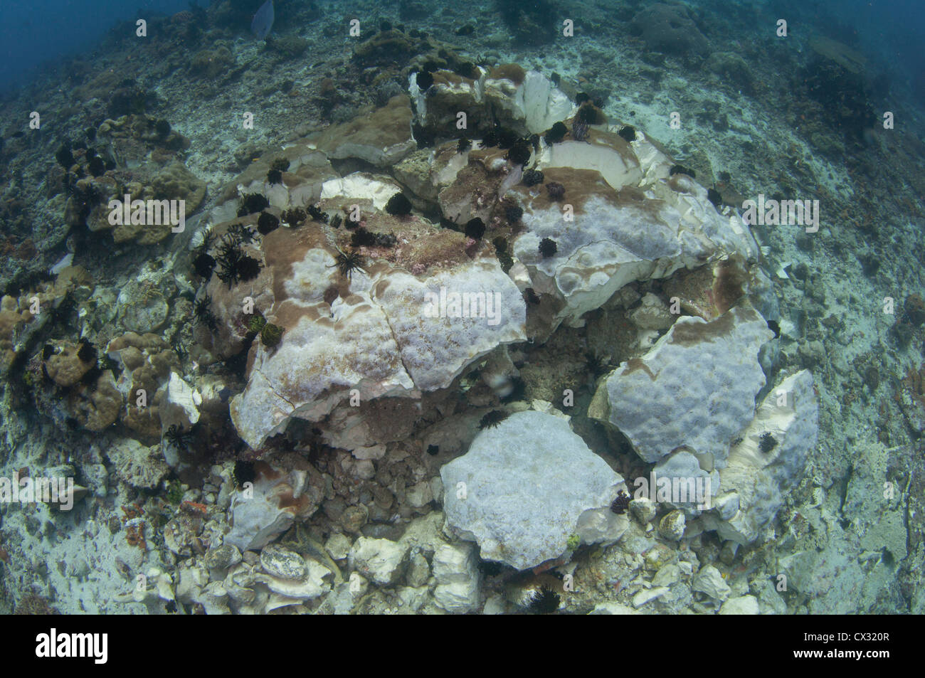 A dynamited coral head with dead fish on the bottom, destroyed by ...