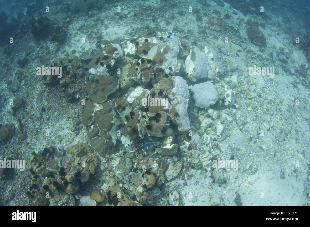 A dynamited coral head with dead fish on the bottom, destroyed by dynamite fishing on the ...