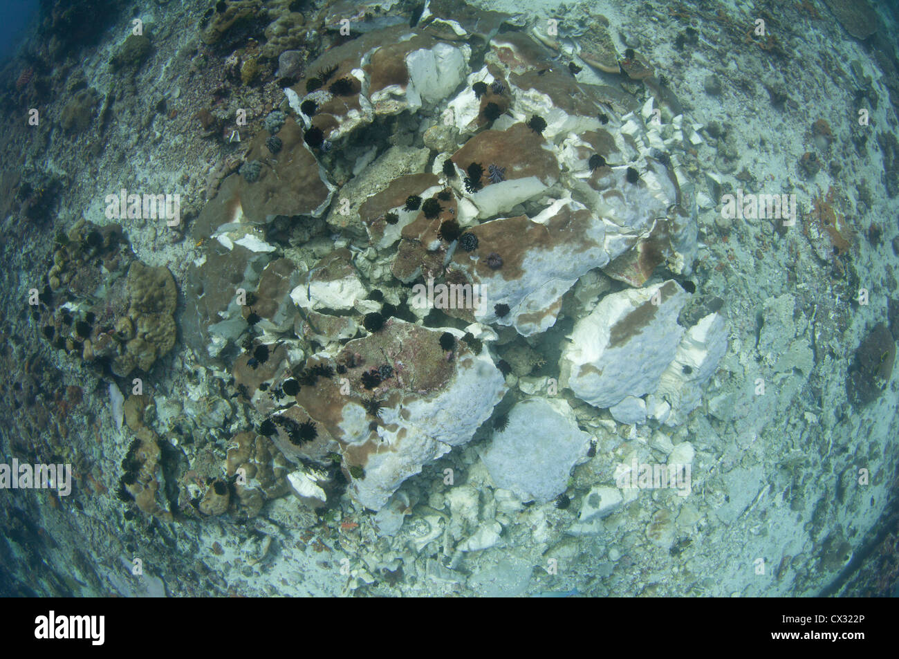 Dynamite fishing hi-res stock photography and images - Alamy