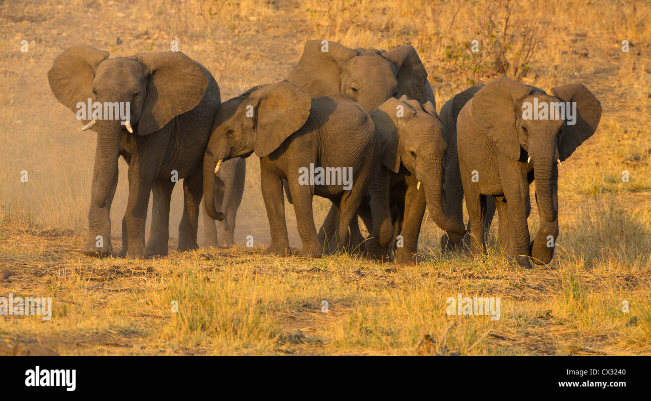 elephant approaching waterhole Stock Photo - Alamy