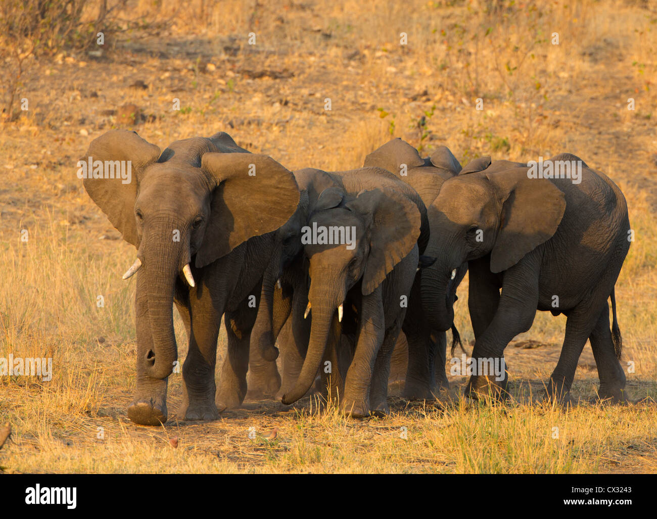 Elephant approaching group hi-res stock photography and images - Alamy