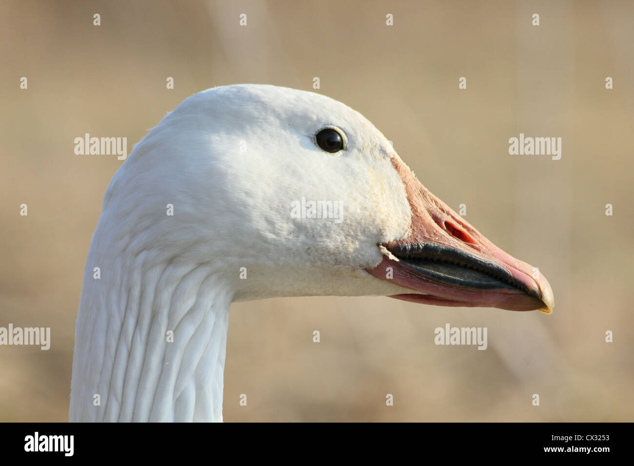 Head of a snow goose Stock Photo - Alamy