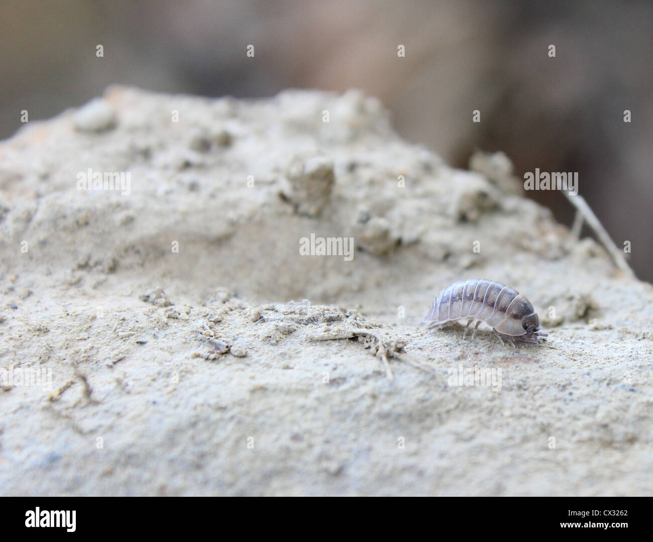 Rolledscary hi-res stock photography and images - Alamy