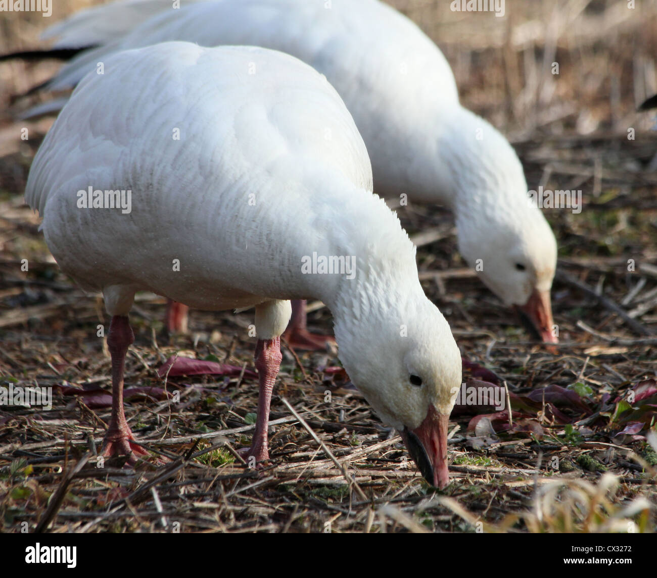 Two snow geese feeding Stock Photo - Alamy