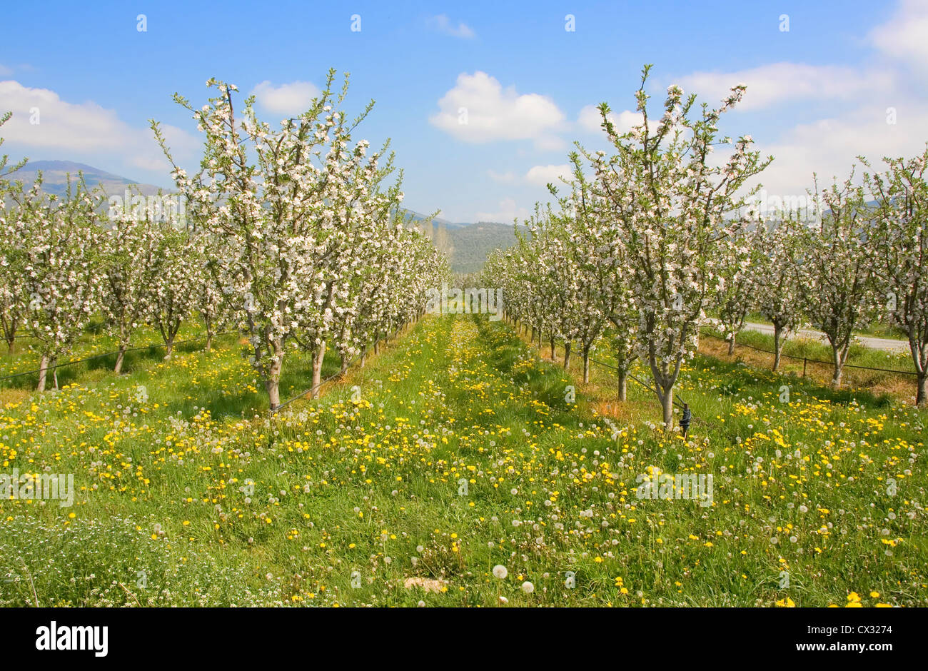 Blossoming grass hi-res stock photography and images - Alamy