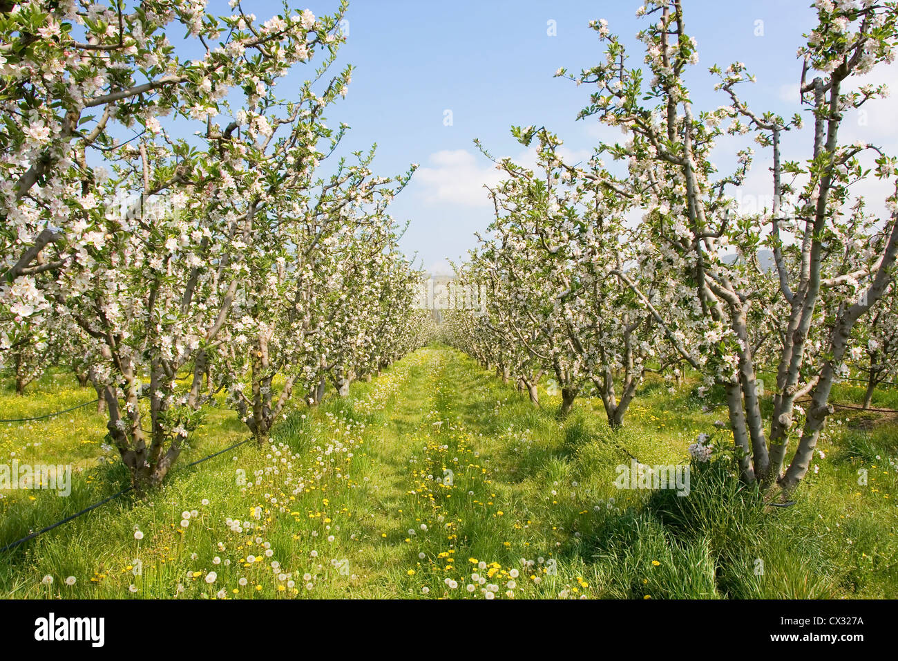 Blossoming grass hi-res stock photography and images - Alamy