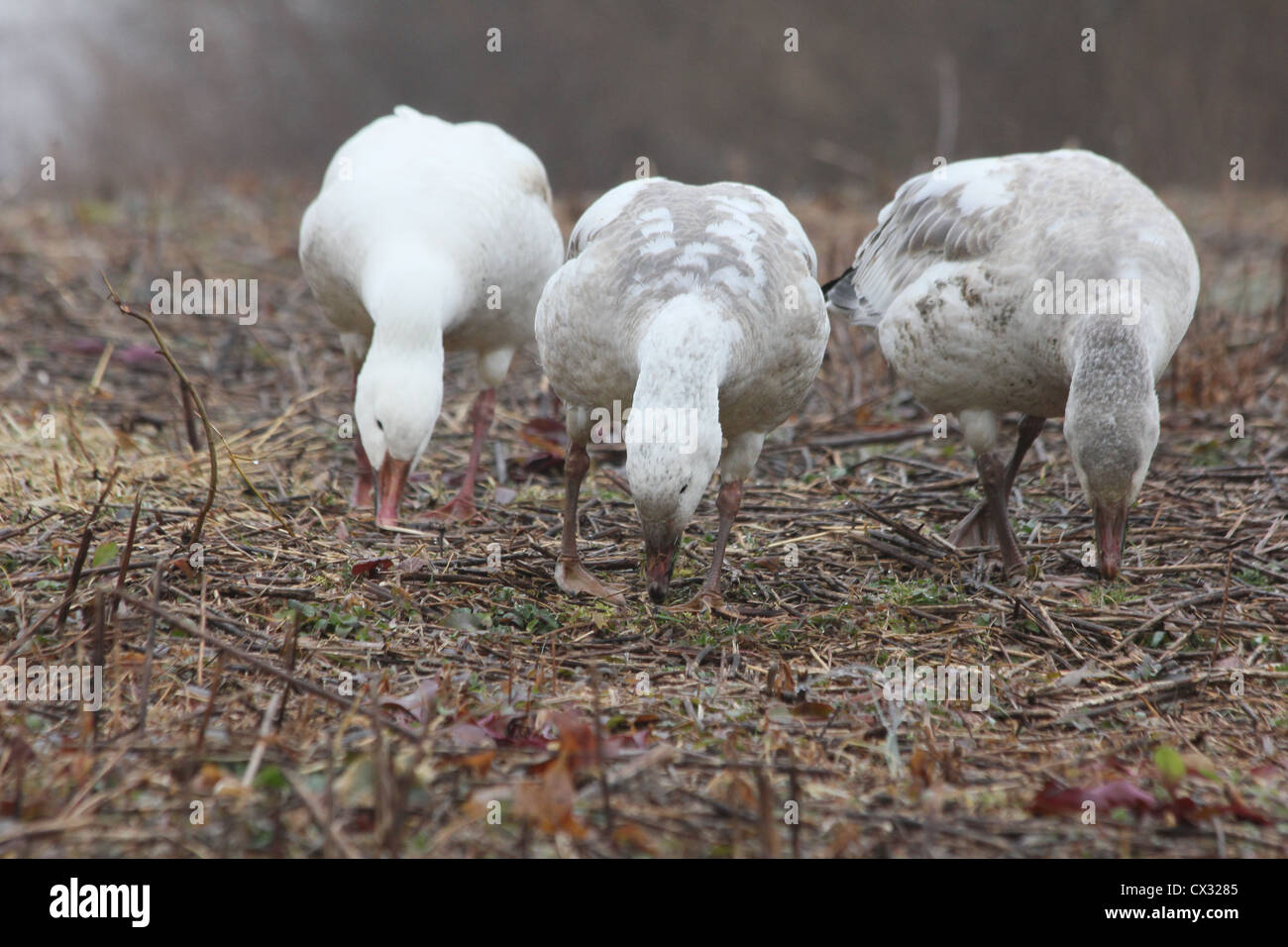 Three feeding snow geese facing the camera Stock Photo - Alamy
