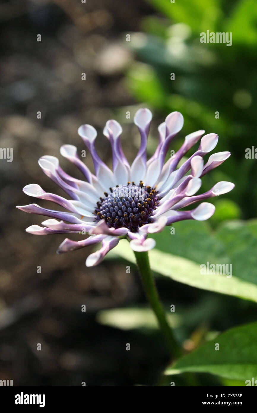 Curled delicate petals hi-res stock photography and images - Alamy