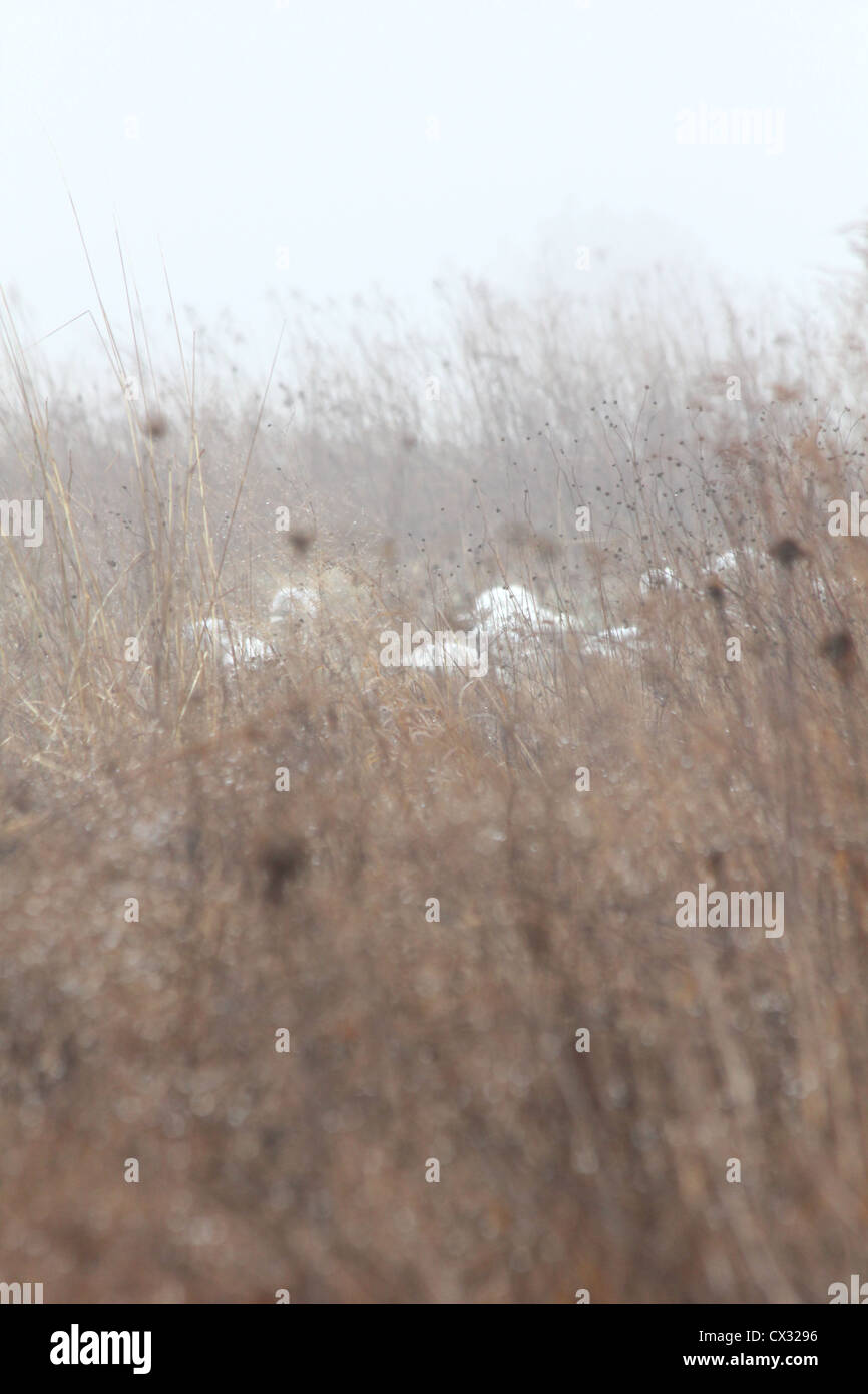 Snow geese hiding in tall grass Stock Photo - Alamy