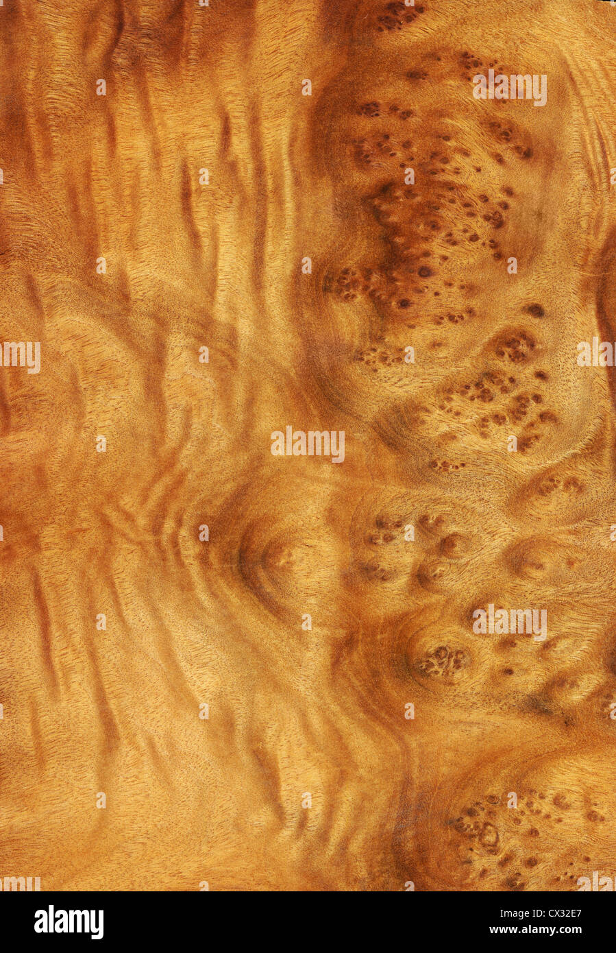 Detailed root structure hi-res stock photography and images - Alamy