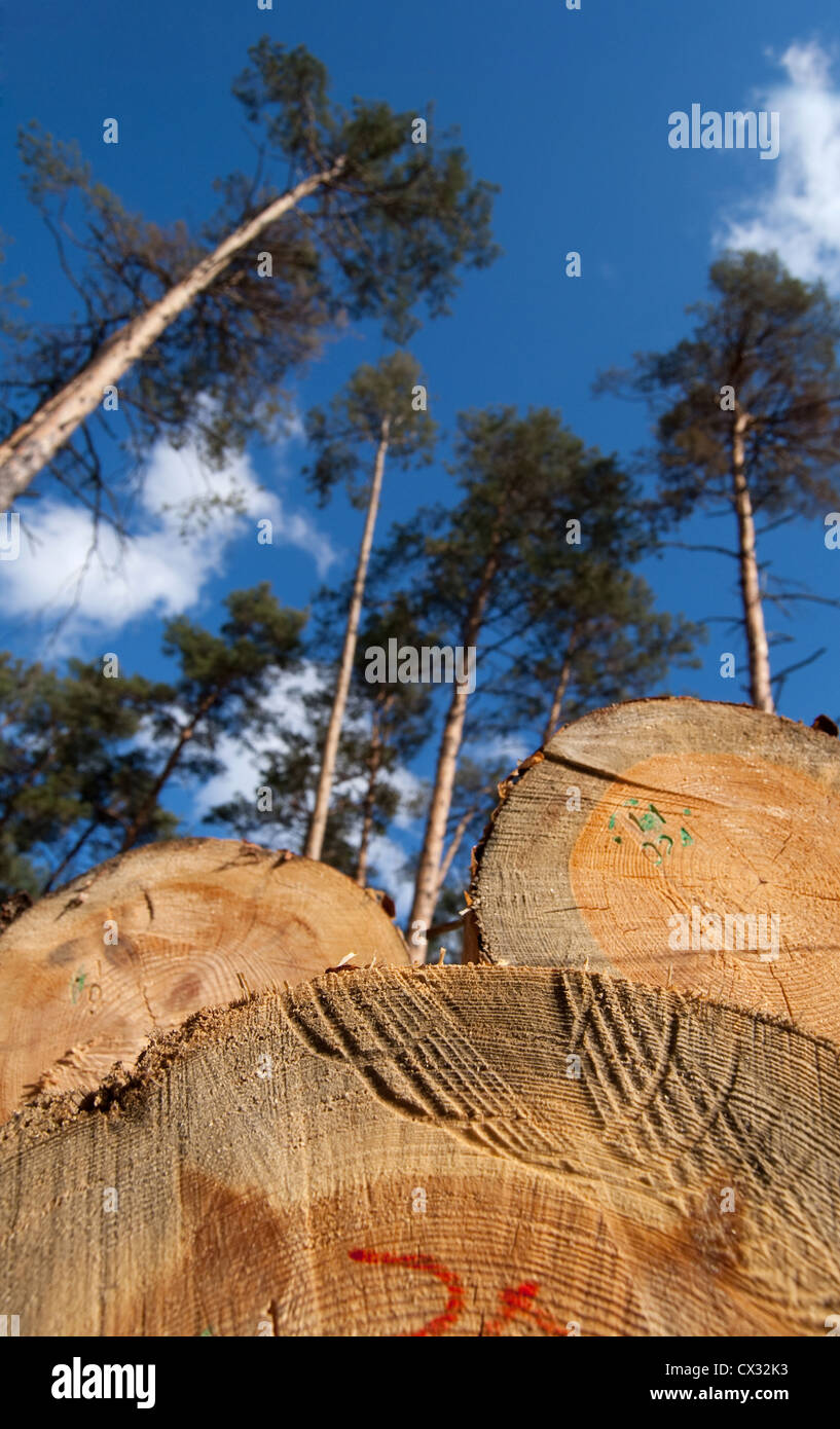Deforestation vertical hi-res stock photography and images - Alamy