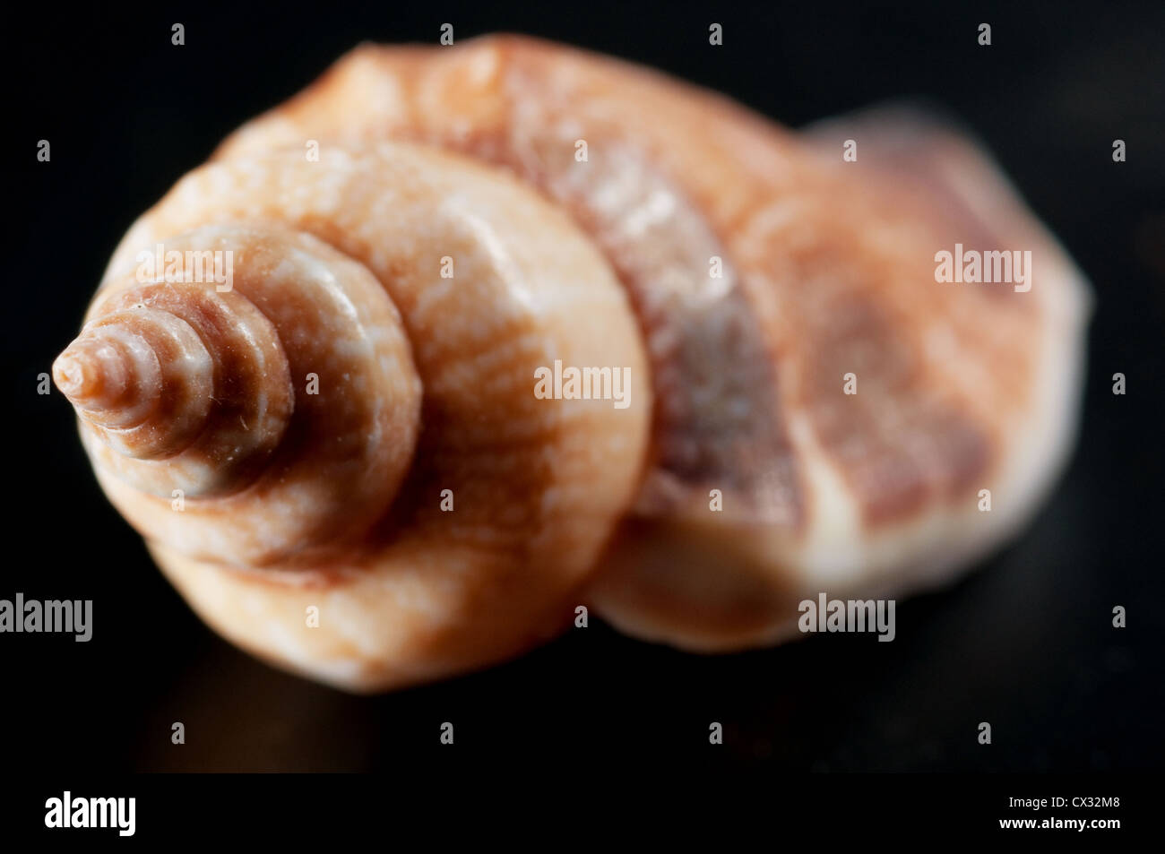 Sea shell isolated on pure black background Stock Photo - Alamy