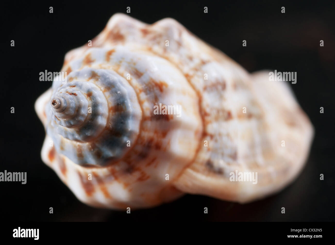 Sea shell isolated on pure black background Stock Photo - Alamy