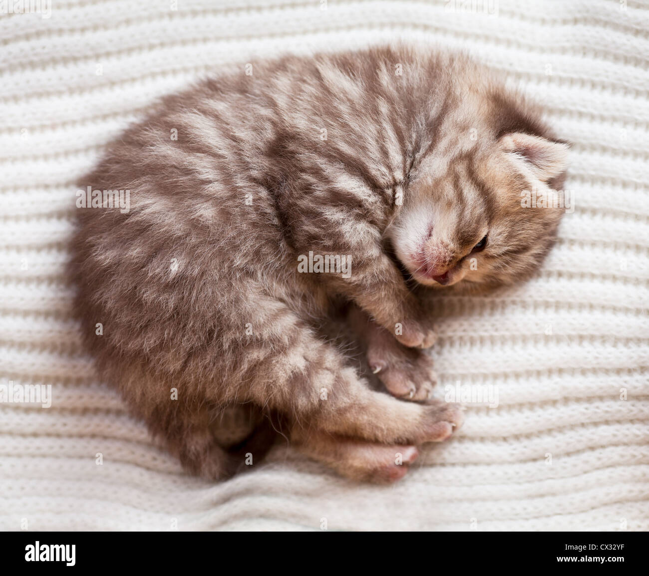 Newborn sleeping british baby kitten Stock Photo - Alamy