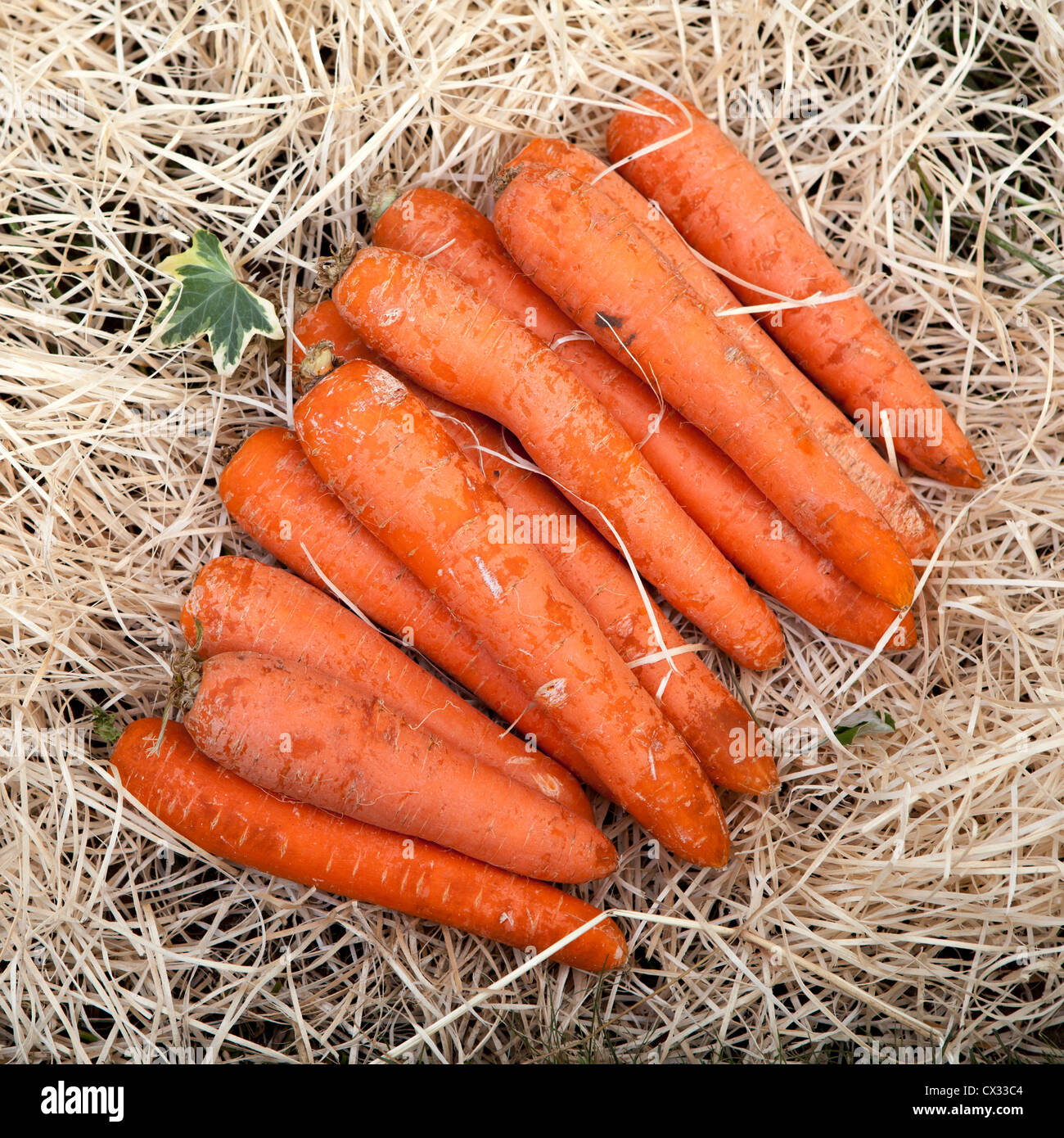 fresh carrots in the hay in the garden Stock Photo - Alamy