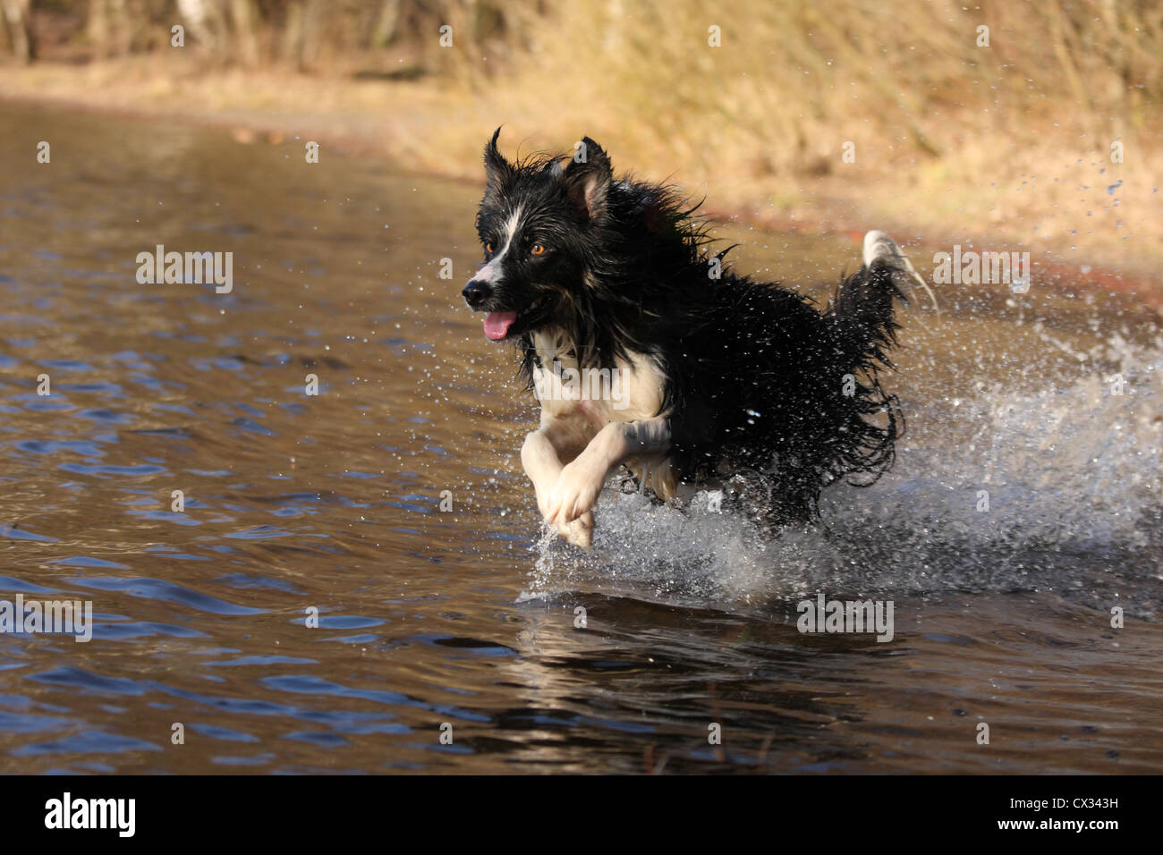 bathing Border Collie Stock Photo - Alamy