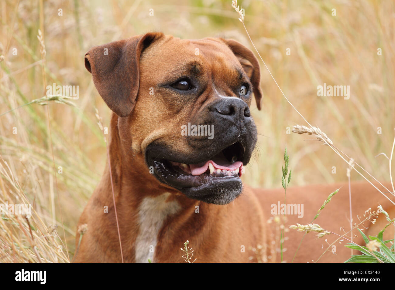 German Boxer Portrait Stock Photo - Alamy