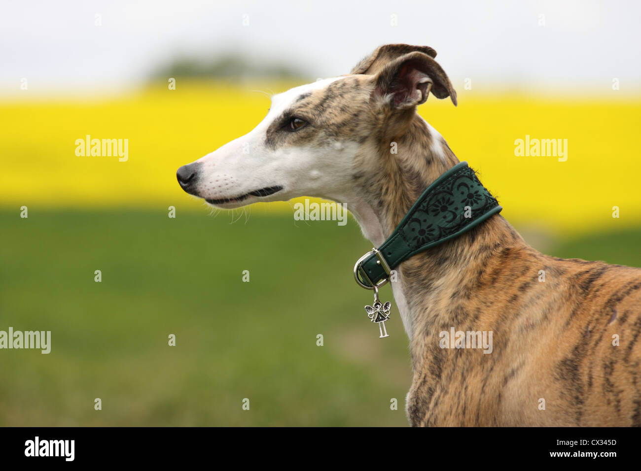 Galgo Espanol Portrait Stock Photo - Alamy