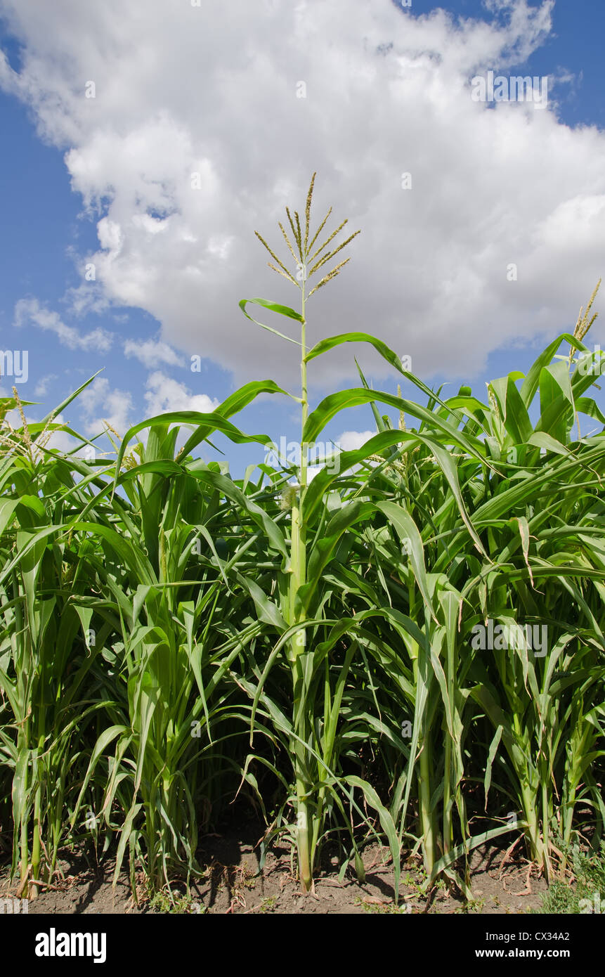 Maize stem ground hi-res stock photography and images - Alamy