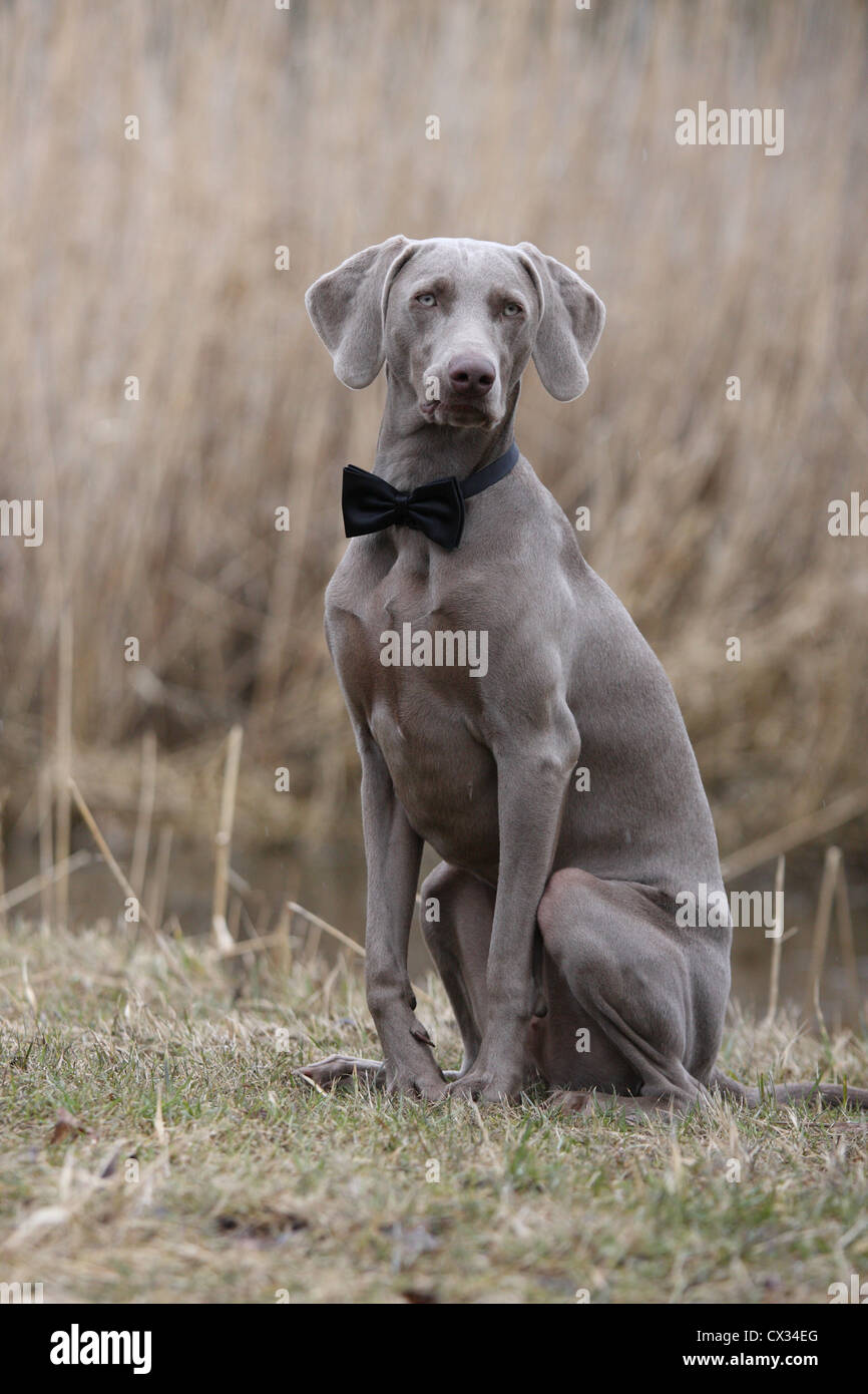 Weimaraner bow side hi-res stock photography and images - Alamy