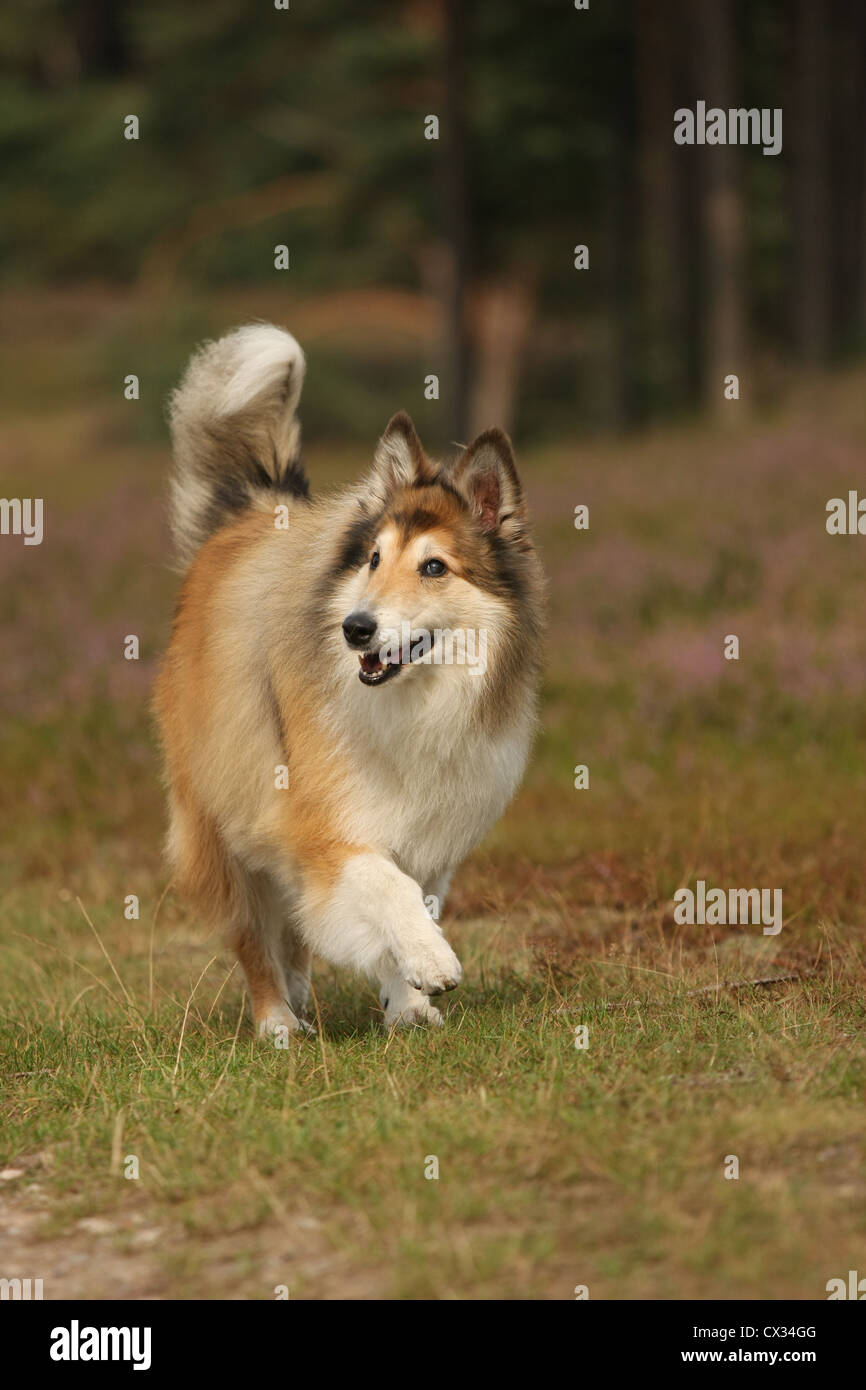 walking longhaired collie Stock Photo - Alamy