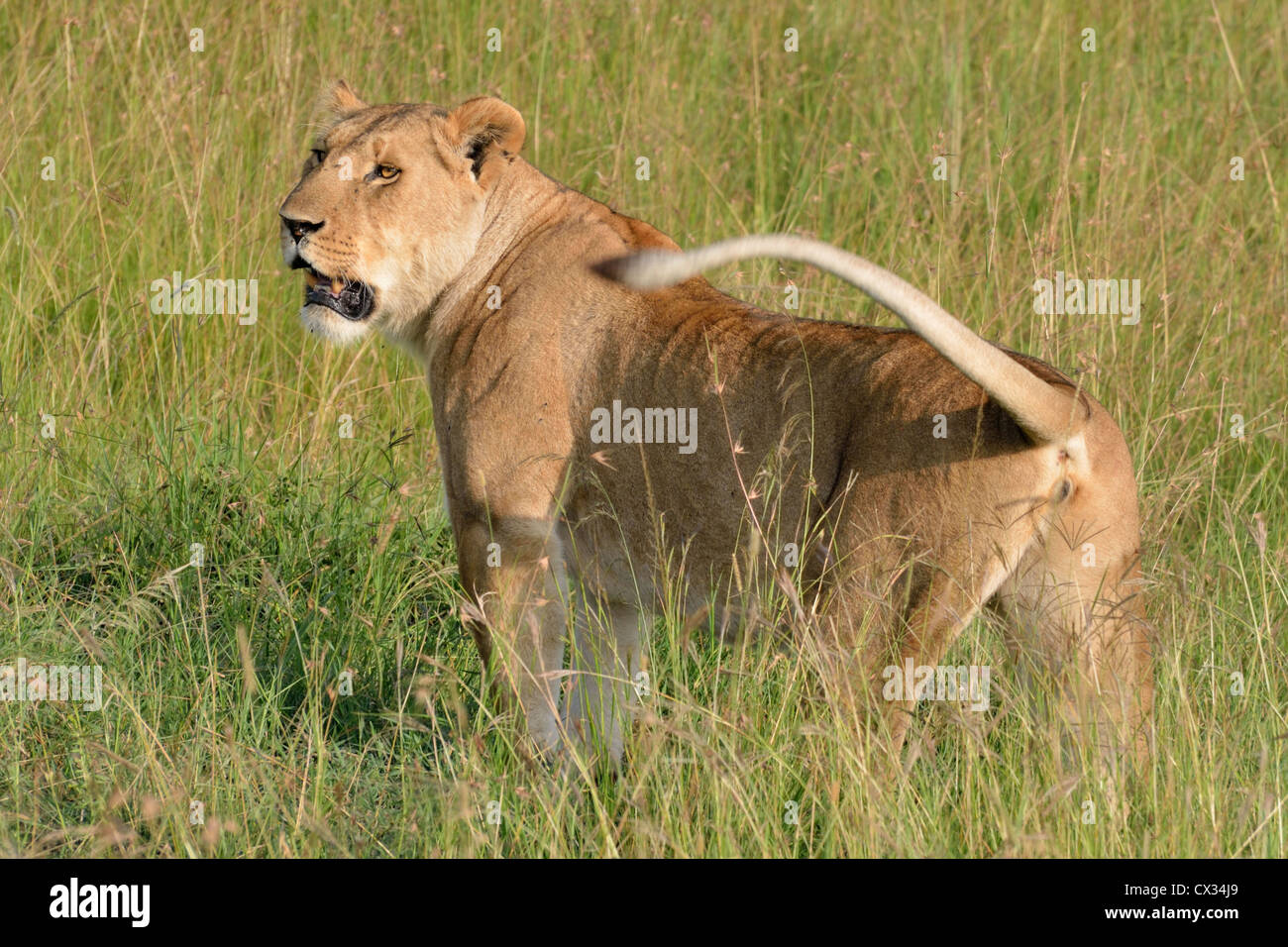 Lioness Swishing her Tail Stock Photo - Alamy