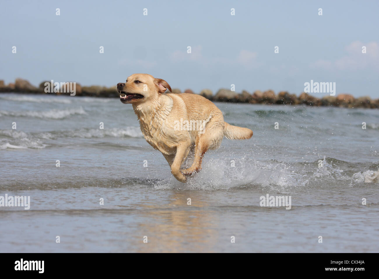 bathing Labrador Retriever Stock Photo - Alamy