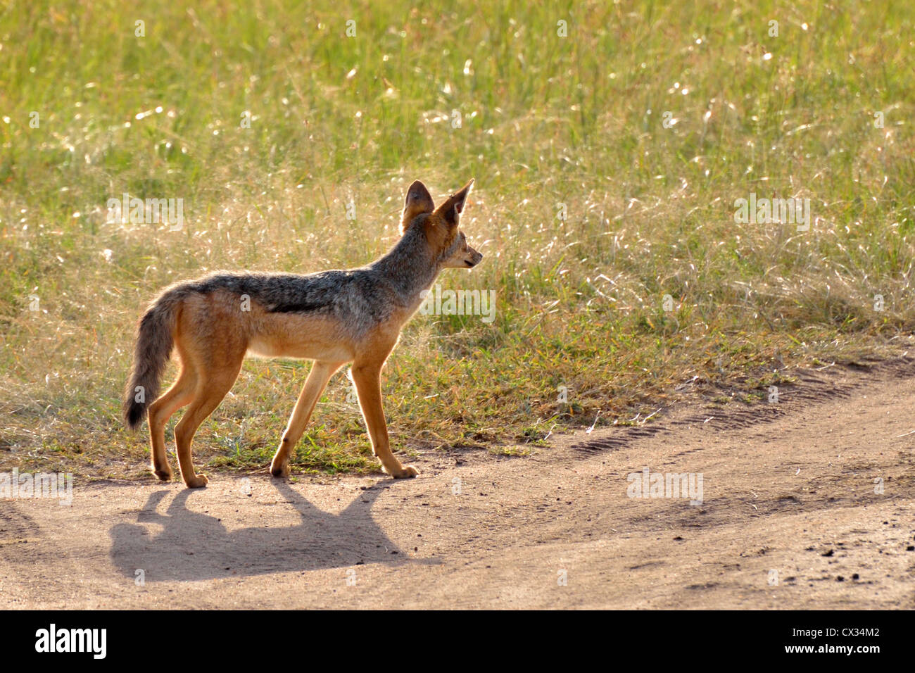 Silver backed red jackal hi-res stock photography and images - Alamy