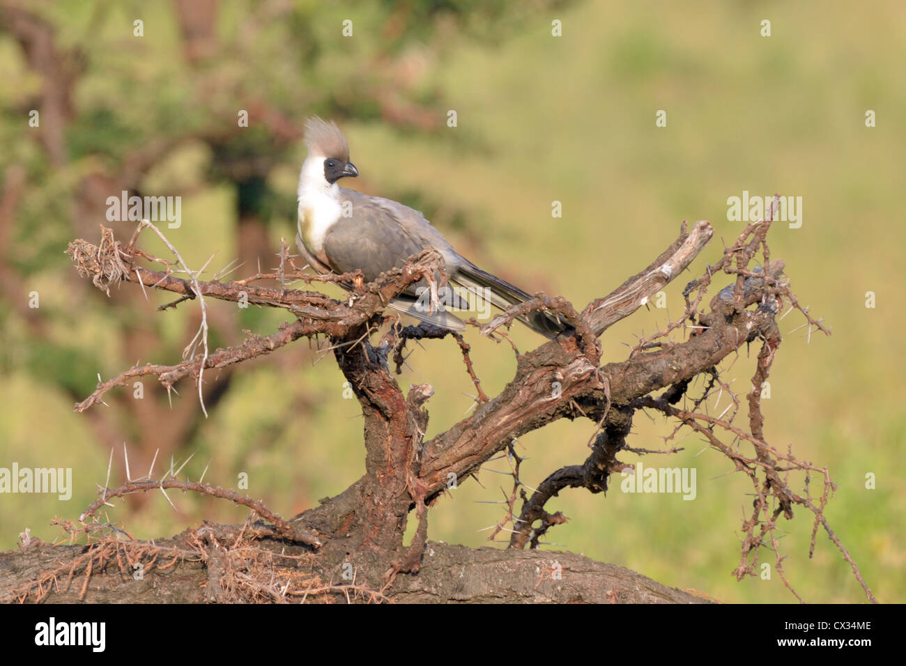 Bare-faced Go-away Bird Looking Back Stock Photo - Alamy