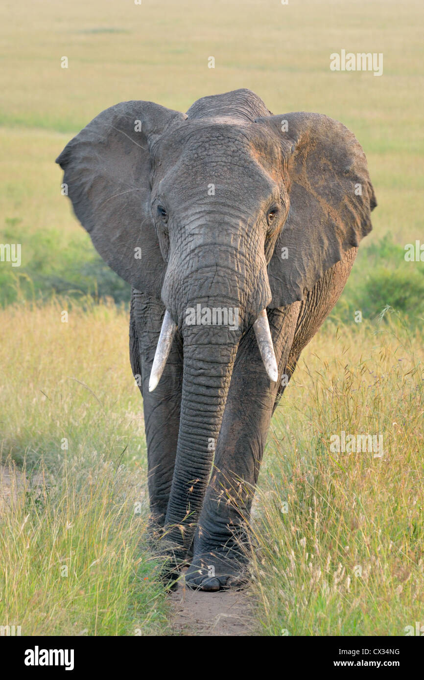 Elephant Walking along a Track Stock Photo - Alamy