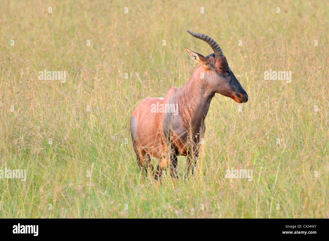 Tiang antelope hi-res stock photography and images - Alamy