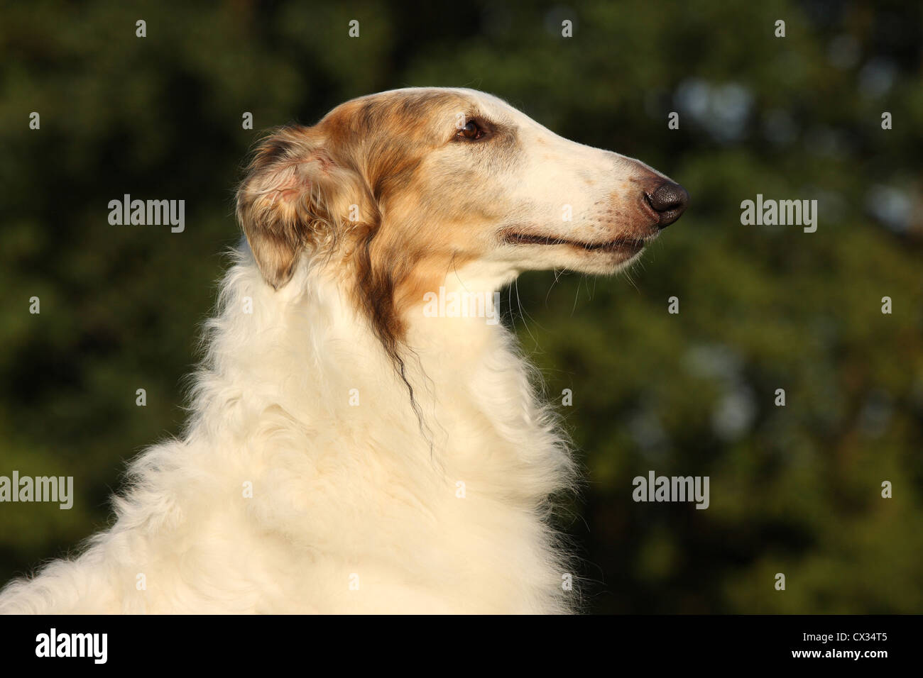 Portrait borzoi side view hi-res stock photography and images - Alamy
