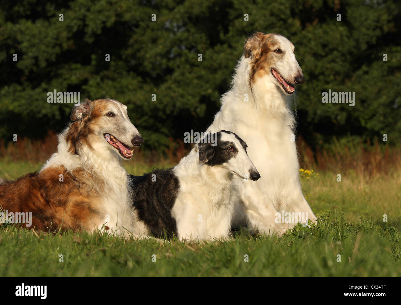 Borzois High Resolution Stock Photography and Images - Alamy