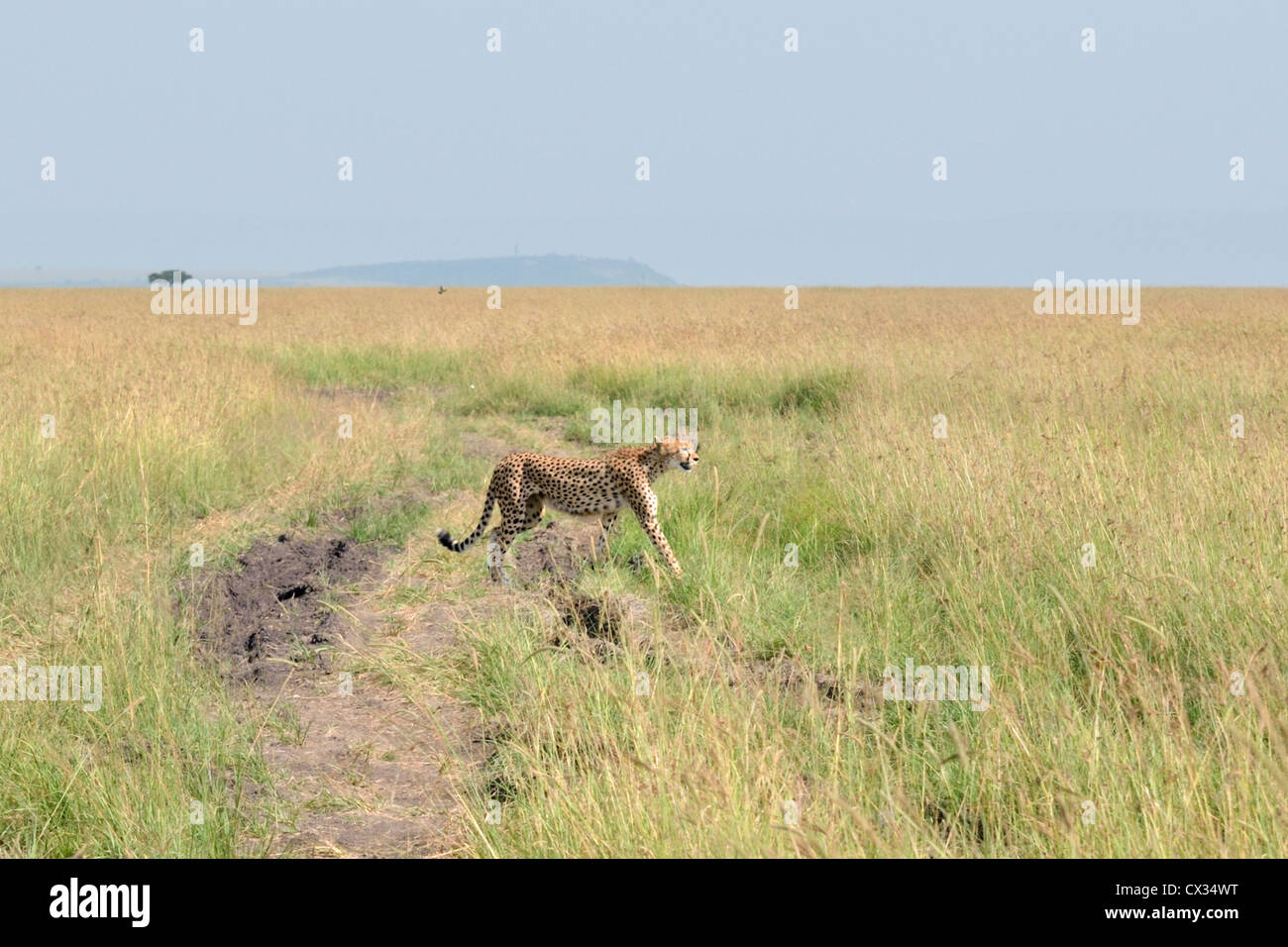 Cheetah Crossing a Track Stock Photo - Alamy