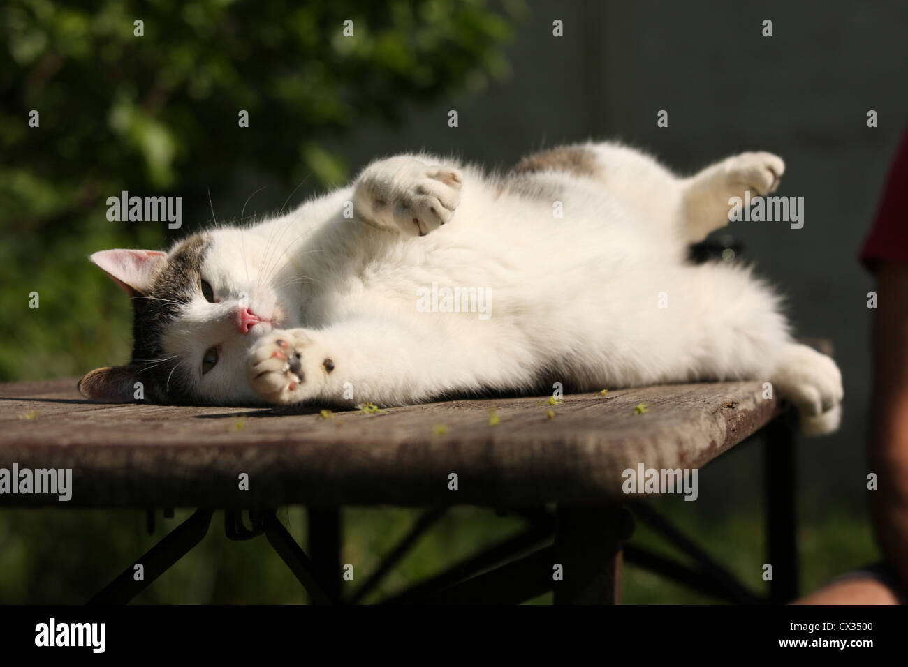 rolling domestic cat Stock Photo - Alamy