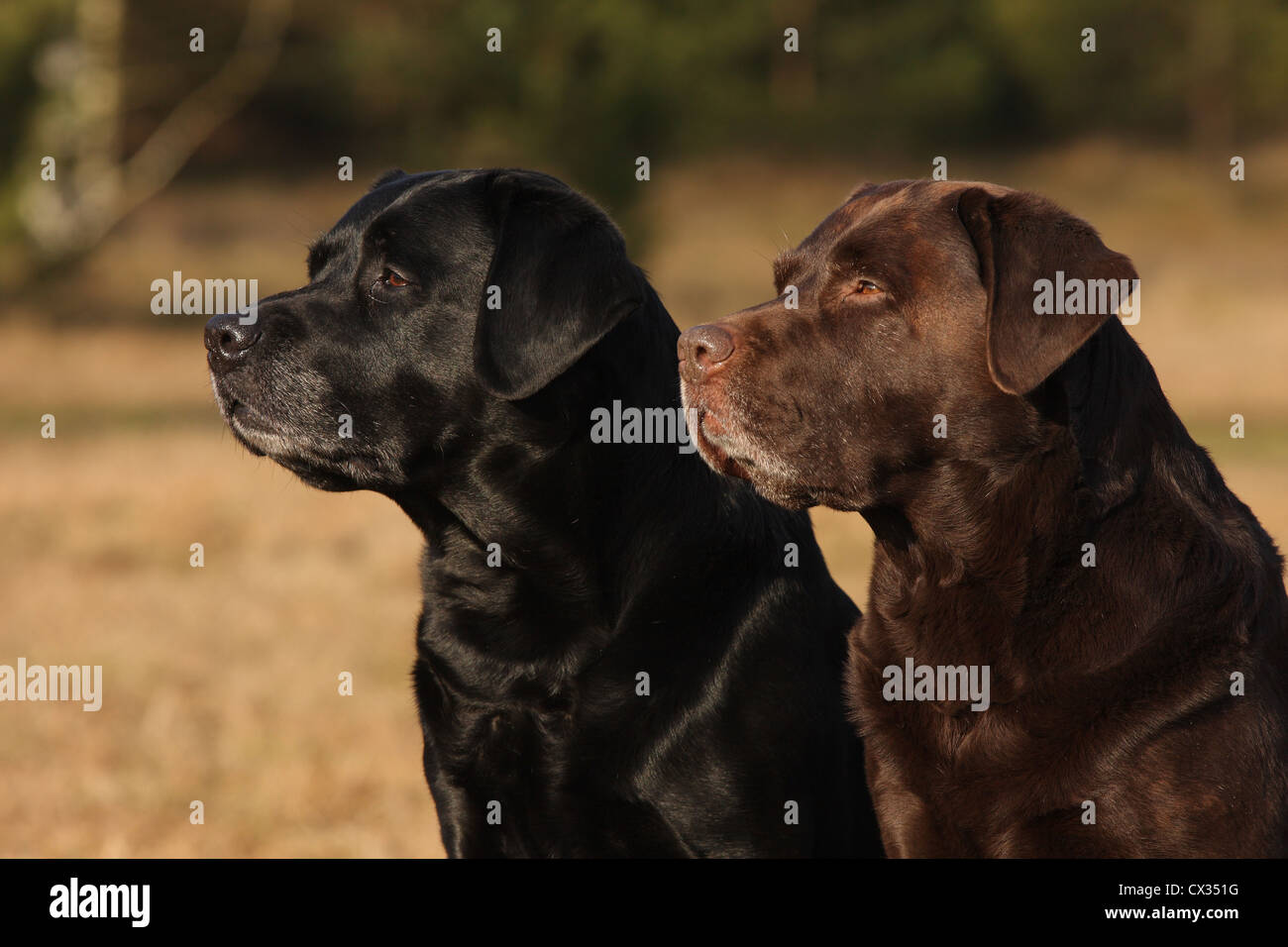 Labrador Retriever Portrait Stock Photo - Alamy
