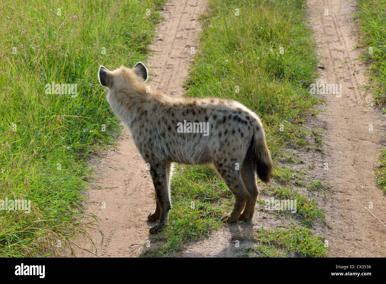 Spotted Hyena Looking Back Stock Photo - Alamy