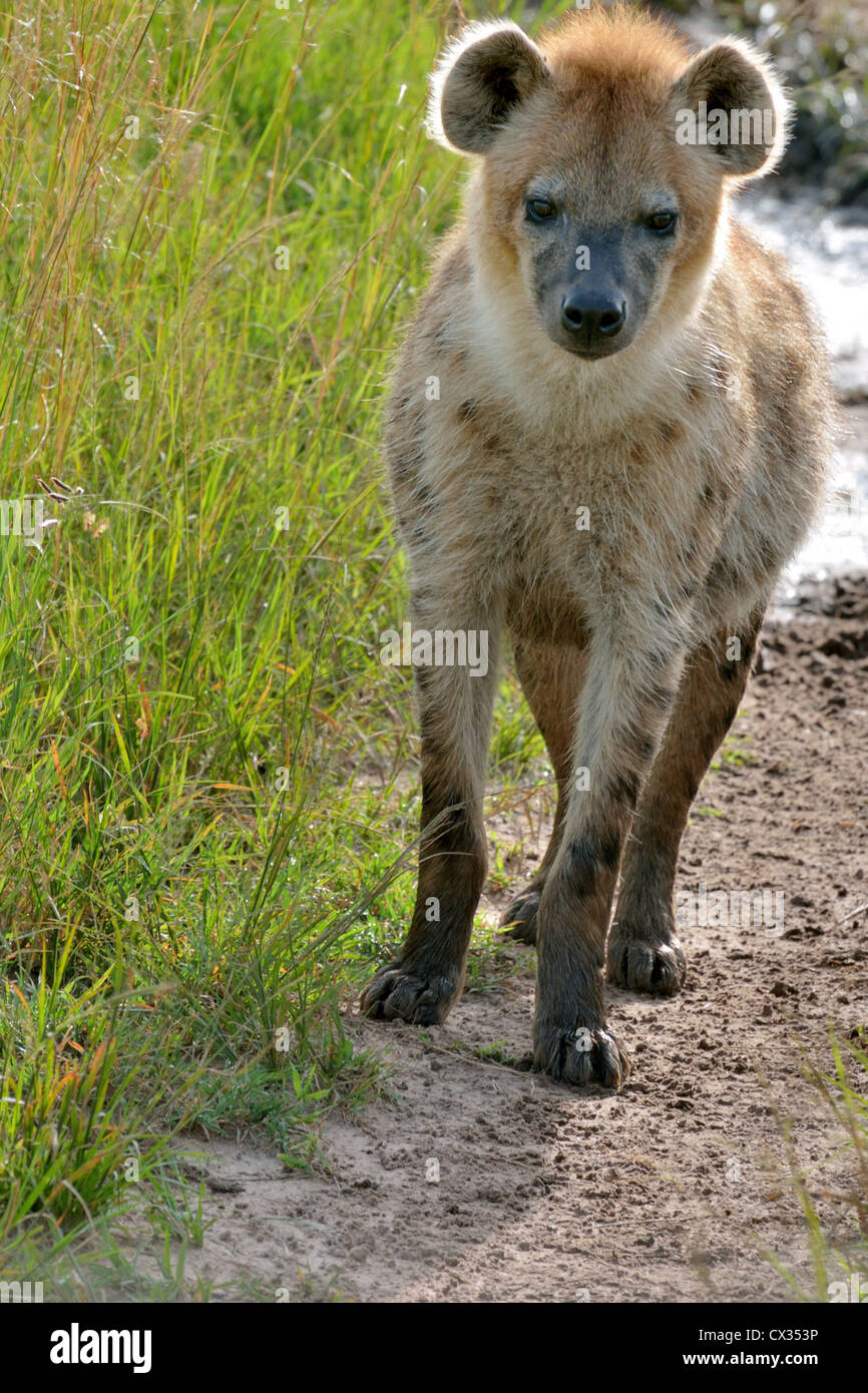 Spotted Hyena on the Track Stock Photo - Alamy