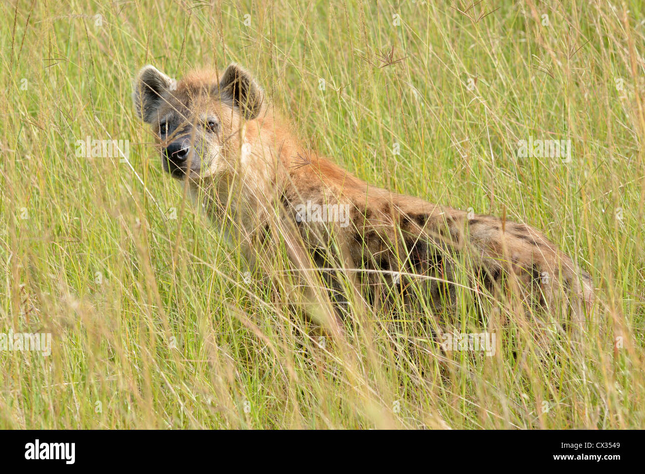 Spotted Hyena in the Grass Stock Photo - Alamy
