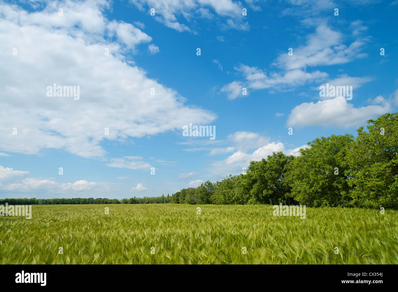 field of green wheat near wood Stock Photo - Alamy
