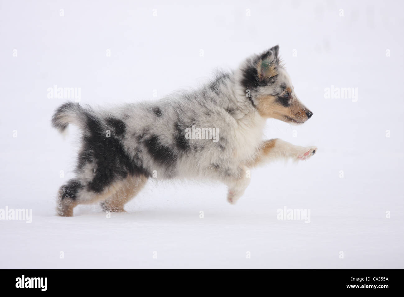 running Shetland Sheepdog Puppy Stock Photo - Alamy