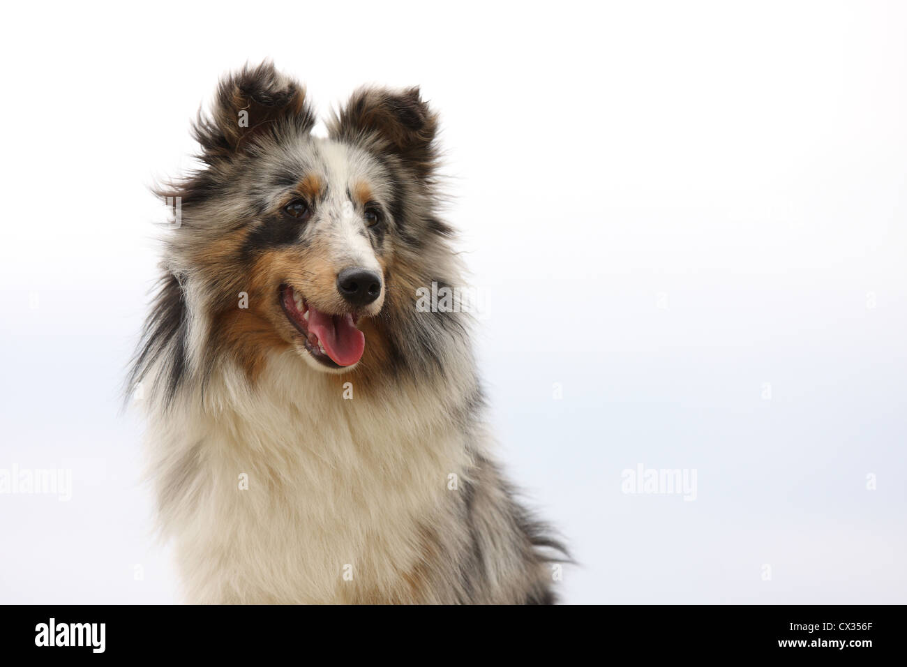 young Shetland Sheepdog Stock Photo - Alamy