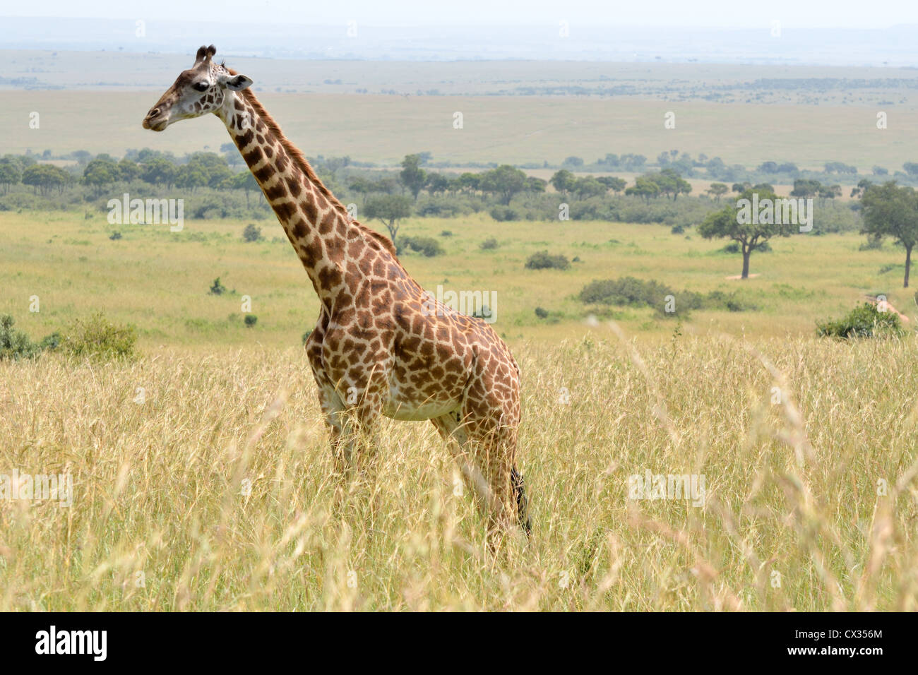 Masai Giraffe on the Savannah Stock Photo - Alamy