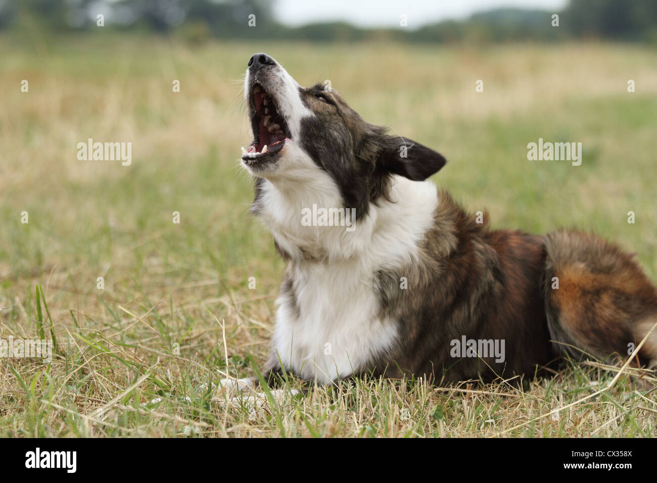 barking Border Collie Stock Photo - Alamy