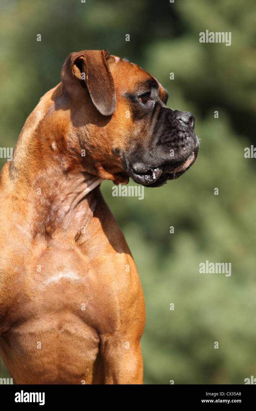 German Boxer Portrait Stock Photo - Alamy