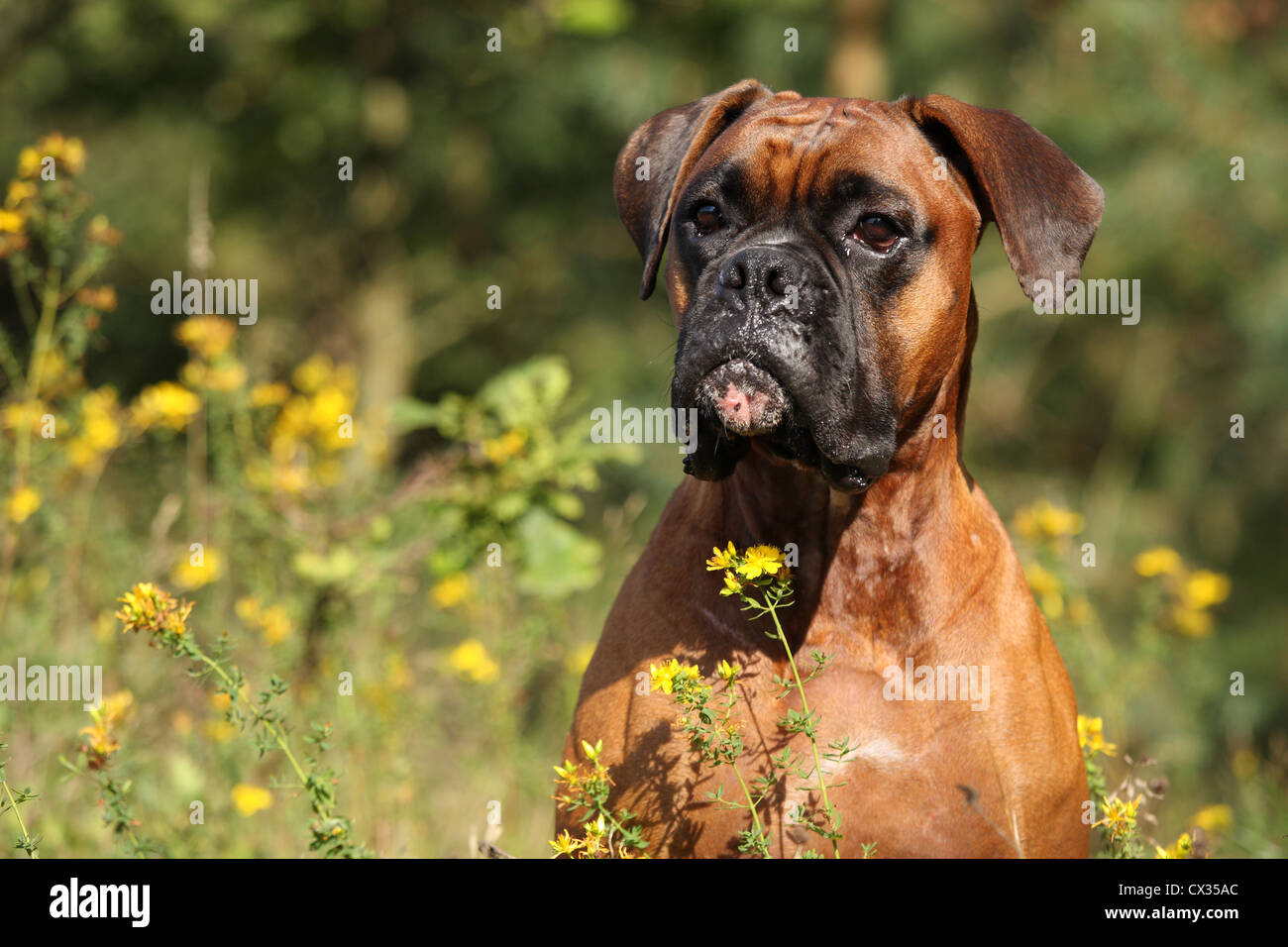 German Boxer Portrait Stock Photo - Alamy